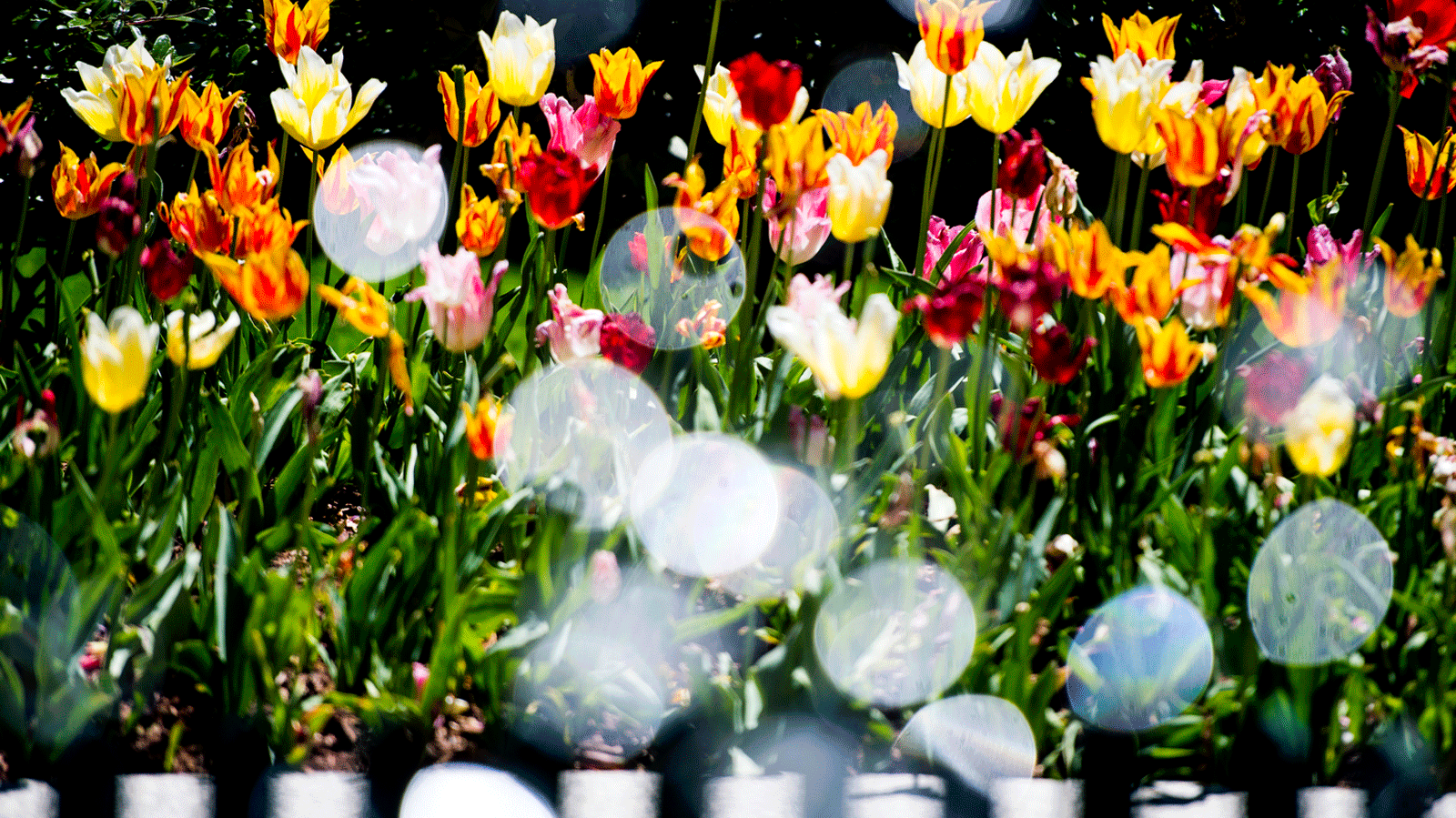 FAL 2022-04 Department of Energy Current and Pending Support Disclosure ...